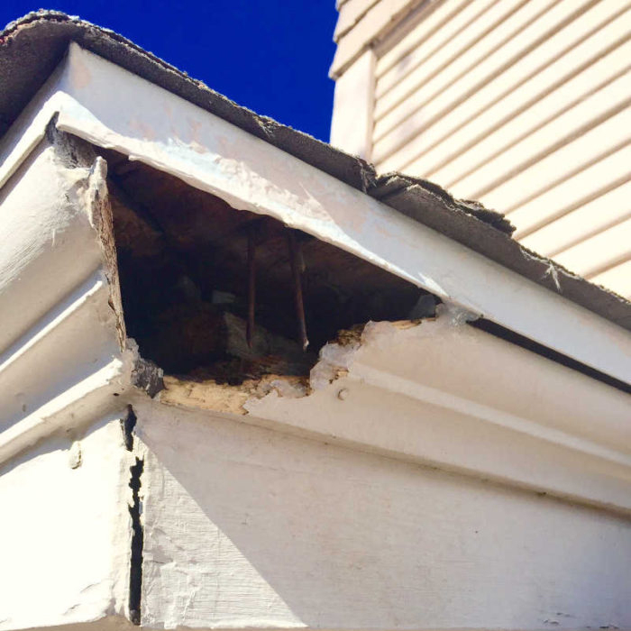 Animal Control Trappers – The Best Animal Trappers in NJ